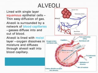 Respiratory system and includes gases exchanges, functions, factors ...