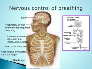 Respiratory system and includes gases exchanges, functions, factors ...