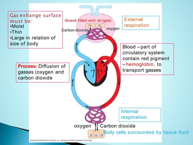 Respiratory system and includes gases exchanges, functions, factors ...