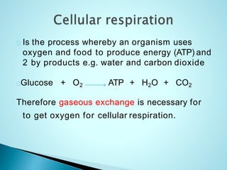 Respiratory system and includes gases exchanges, functions, factors ...