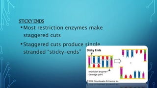 Ristriction endo nuclease | PPTX | Chemistry | Science