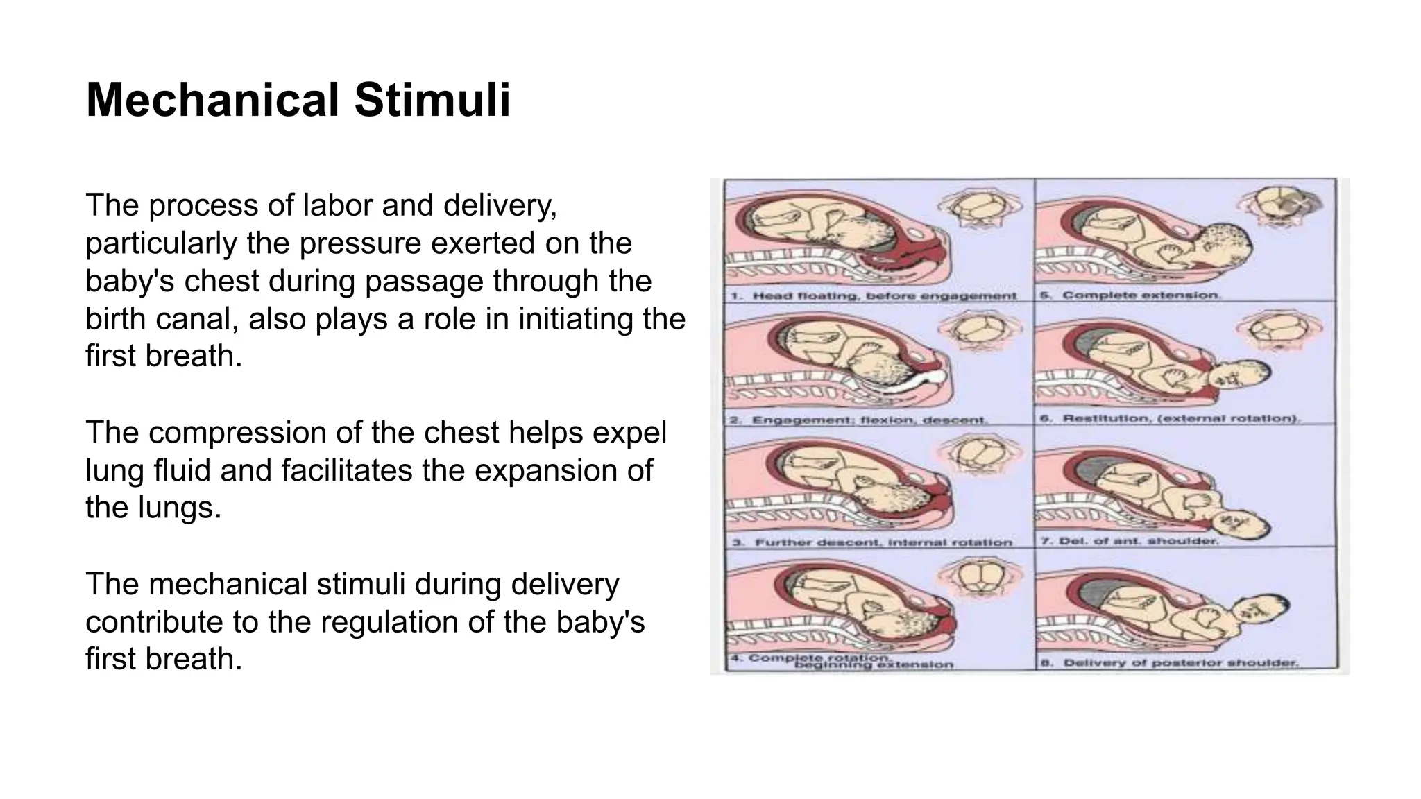 RITANSHU SONEKAR REGULATION OF FIRST BREATHING OF BABY.pptx
