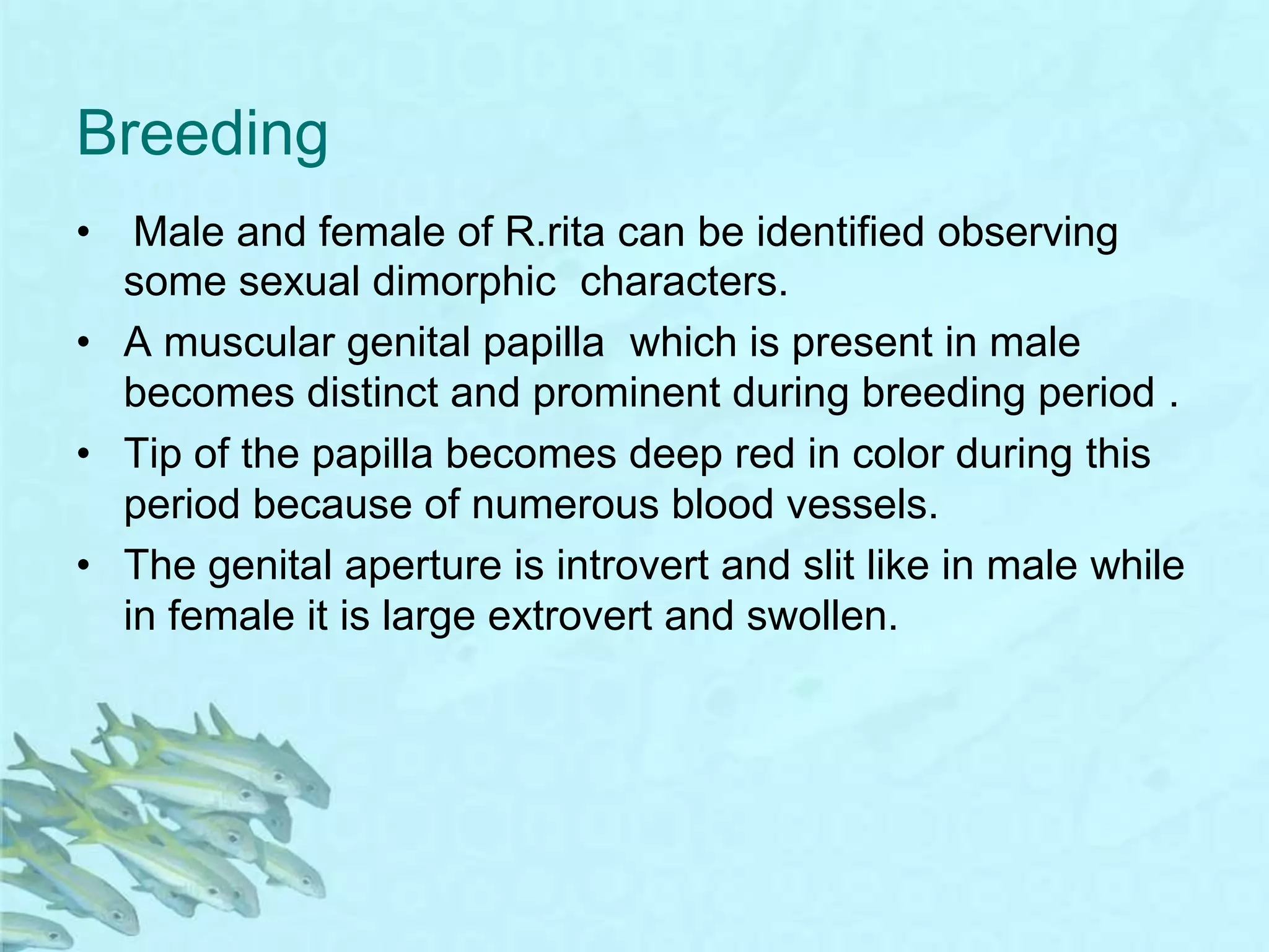 Rita rita assignment | PDF