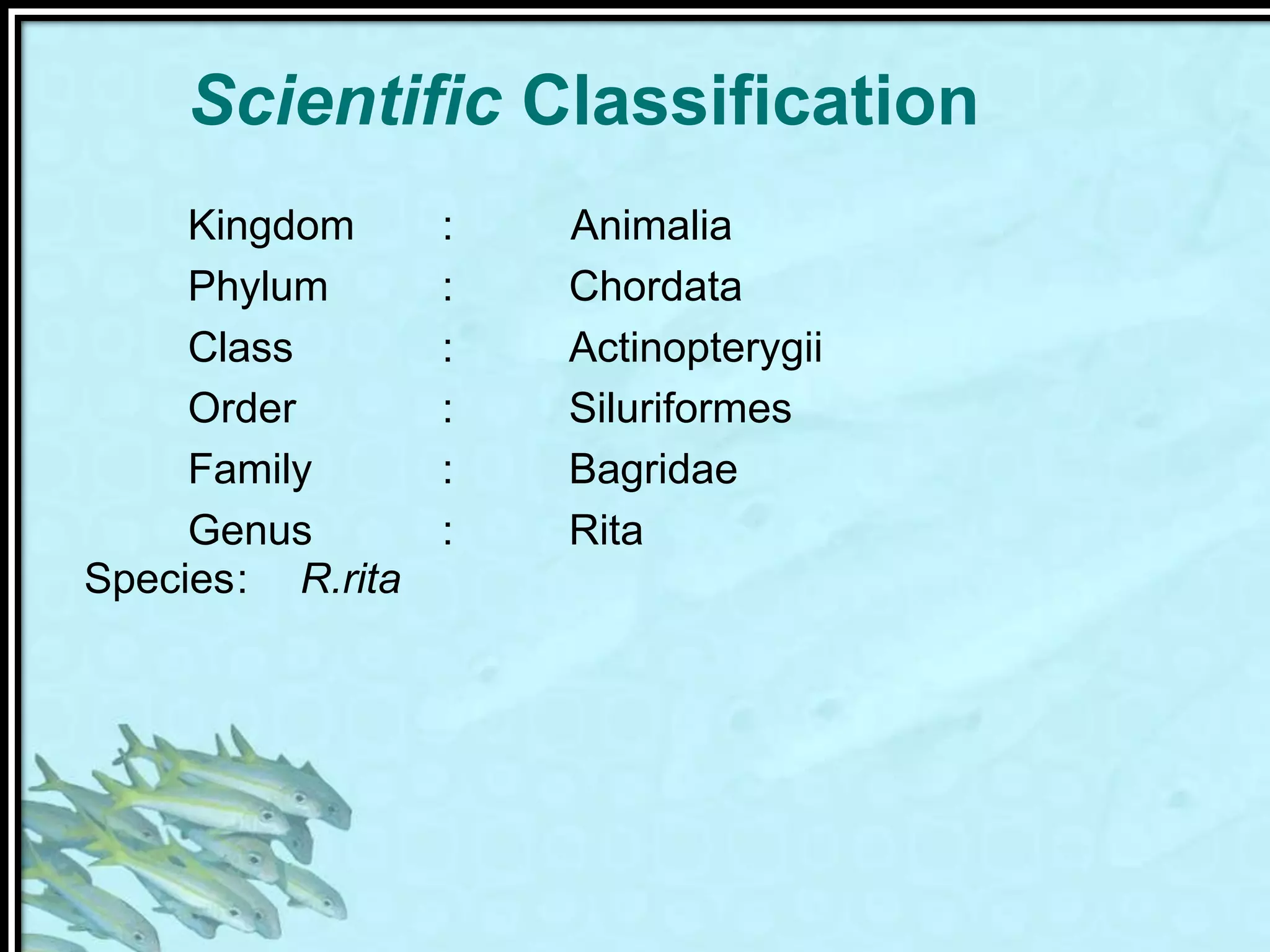Rita rita assignment | PDF