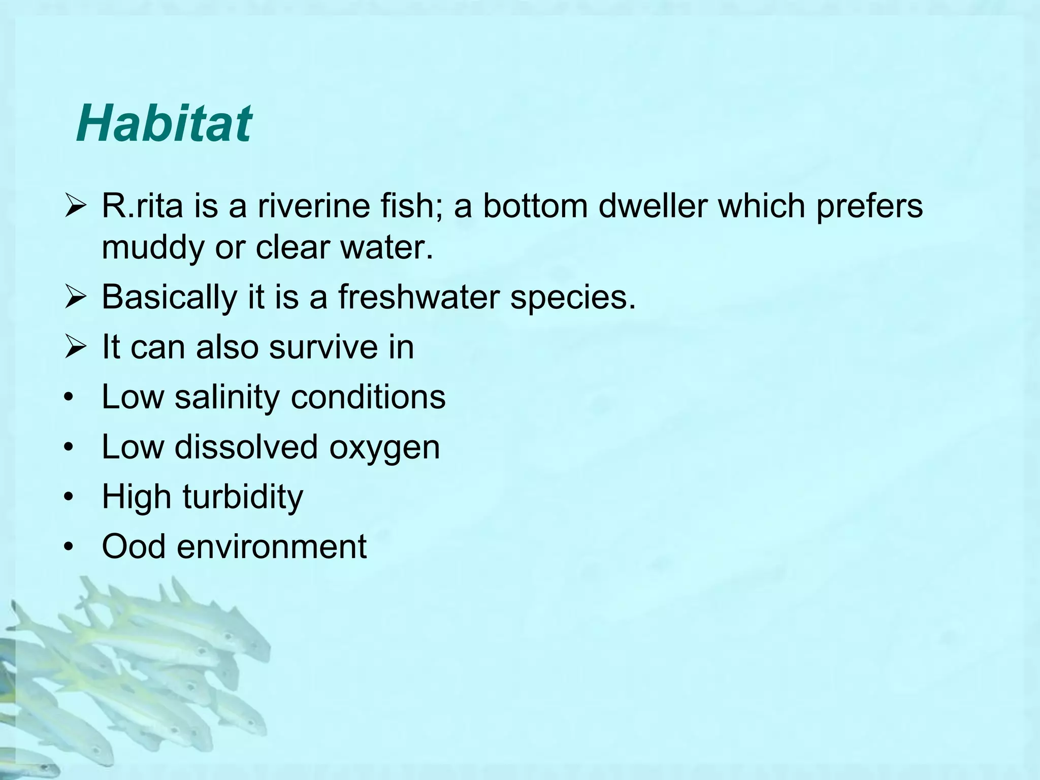 Rita rita assignment | PDF