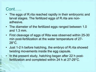 Rita rita assignment | PDF