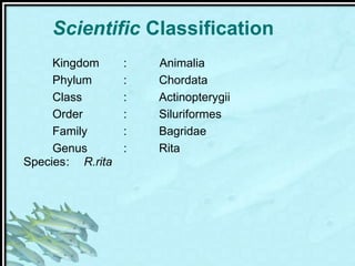 Rita rita assignment | PDF
