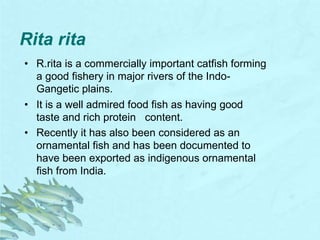 Rita rita assignment | PDF