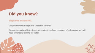 Rita · SlidesMania slideshow template.pptx