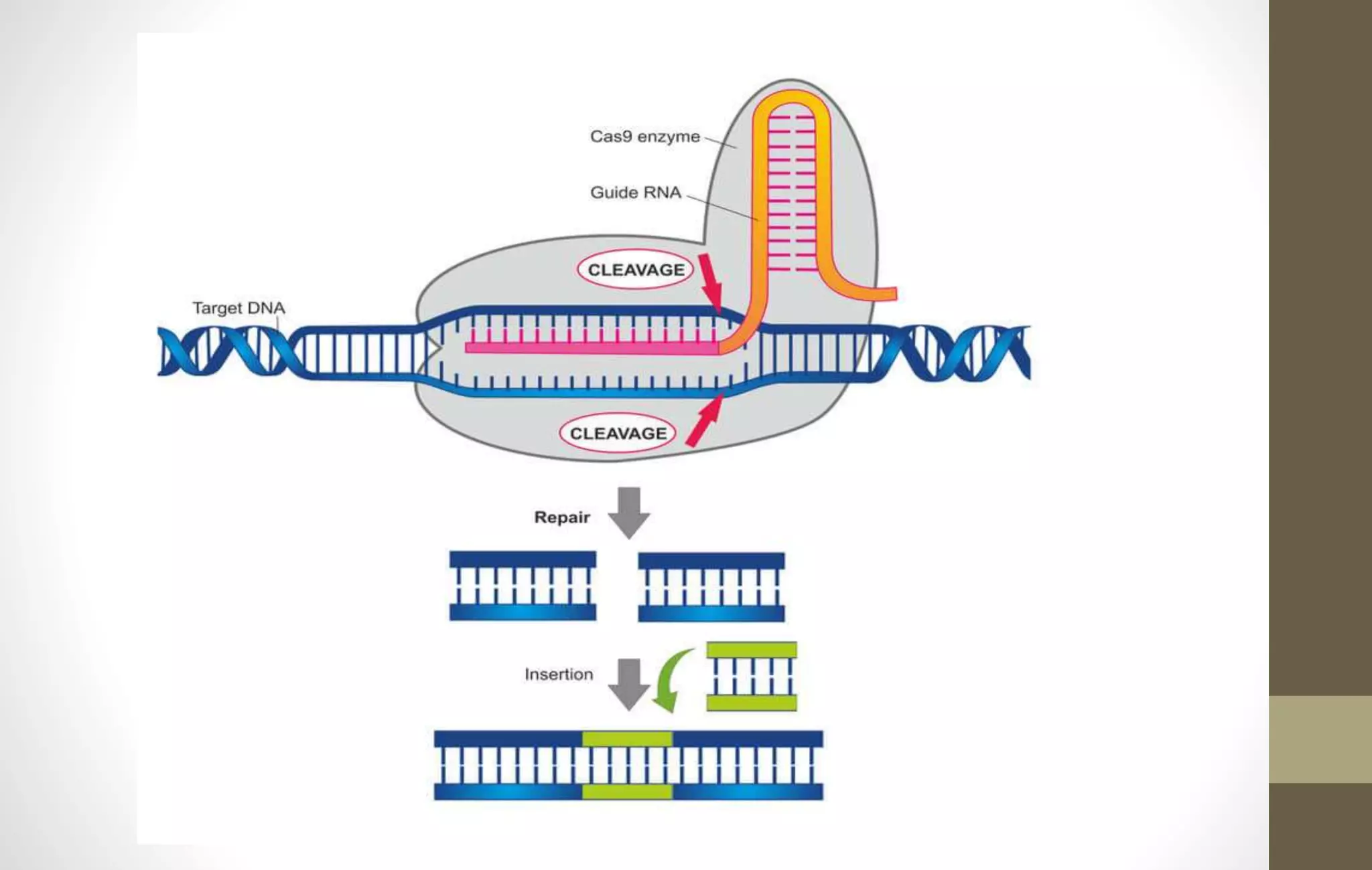 CRISPR_cas9_tech.pptx | Programming Languages | Computing