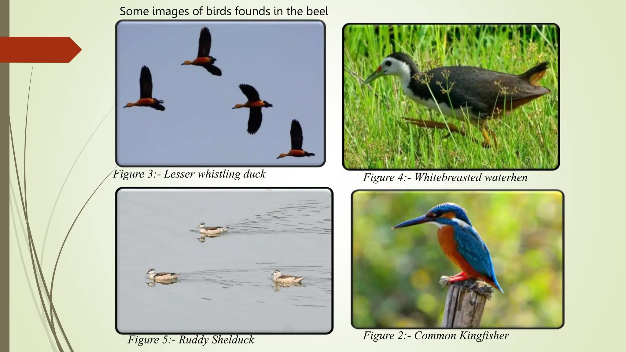 BIRDS DIVERSITY OF SOOTEA BISWANATH ASSAM.ppt.pptx