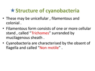 Cyanobacteria .pptx