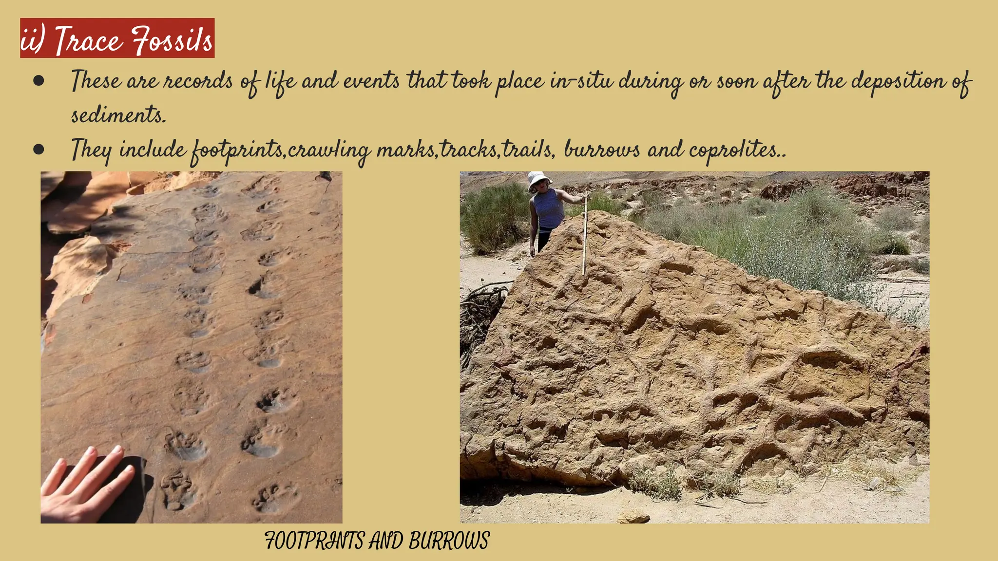SEDIMENTARY STRUCTURES IN SEDIMENTOLOGY/ | PDF