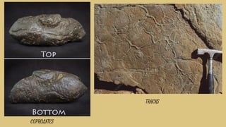 SEDIMENTARY STRUCTURES IN SEDIMENTOLOGY/ | PDF