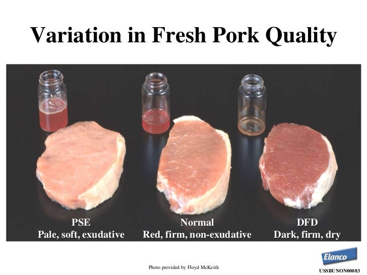 Dr. Matt Ritter - Safe and Effective Animal Movement