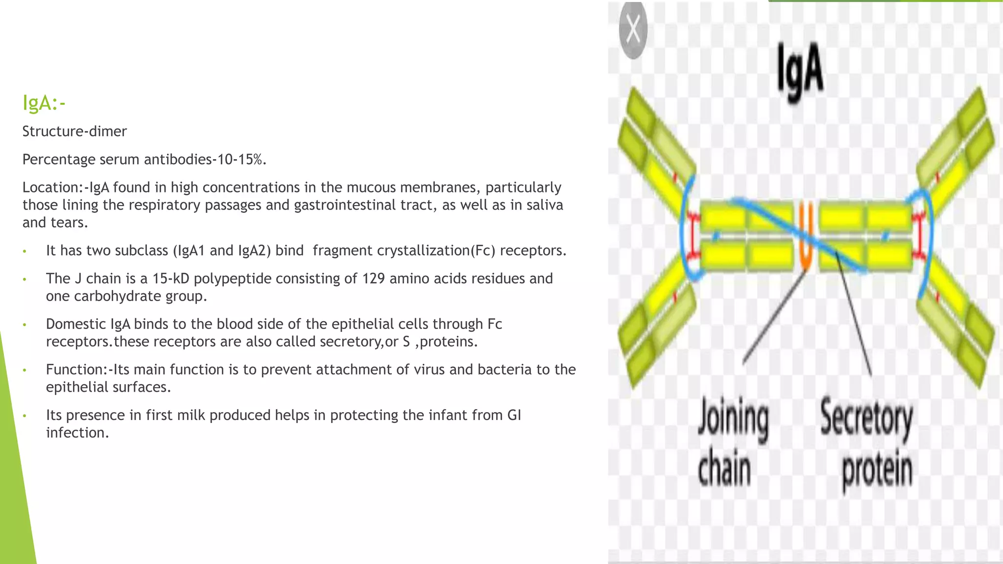 classes of immunoglobulin | PPTX | Allergies | Diseases and Conditions