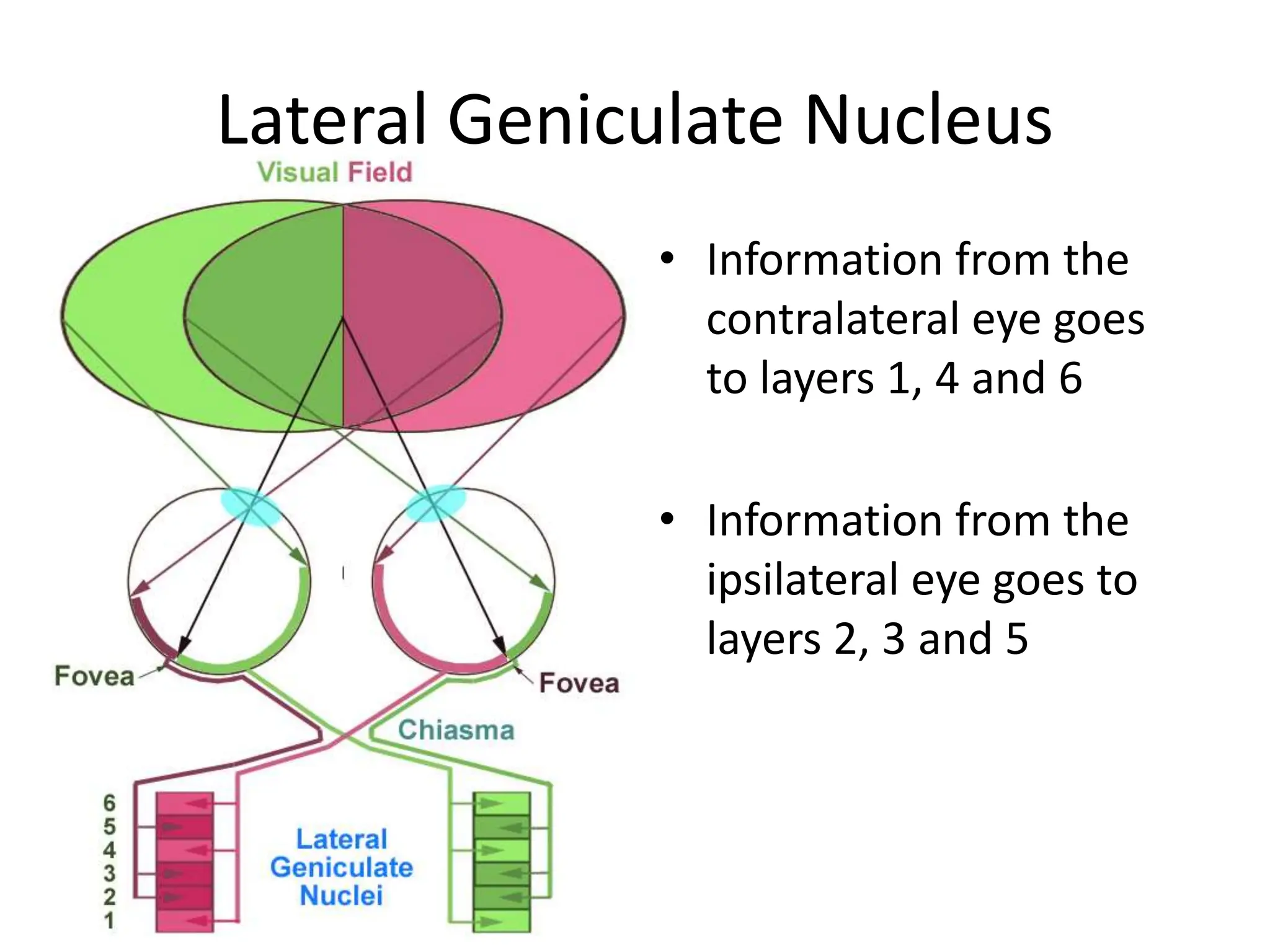 Visual System - the visual pathway basic | PPTX
