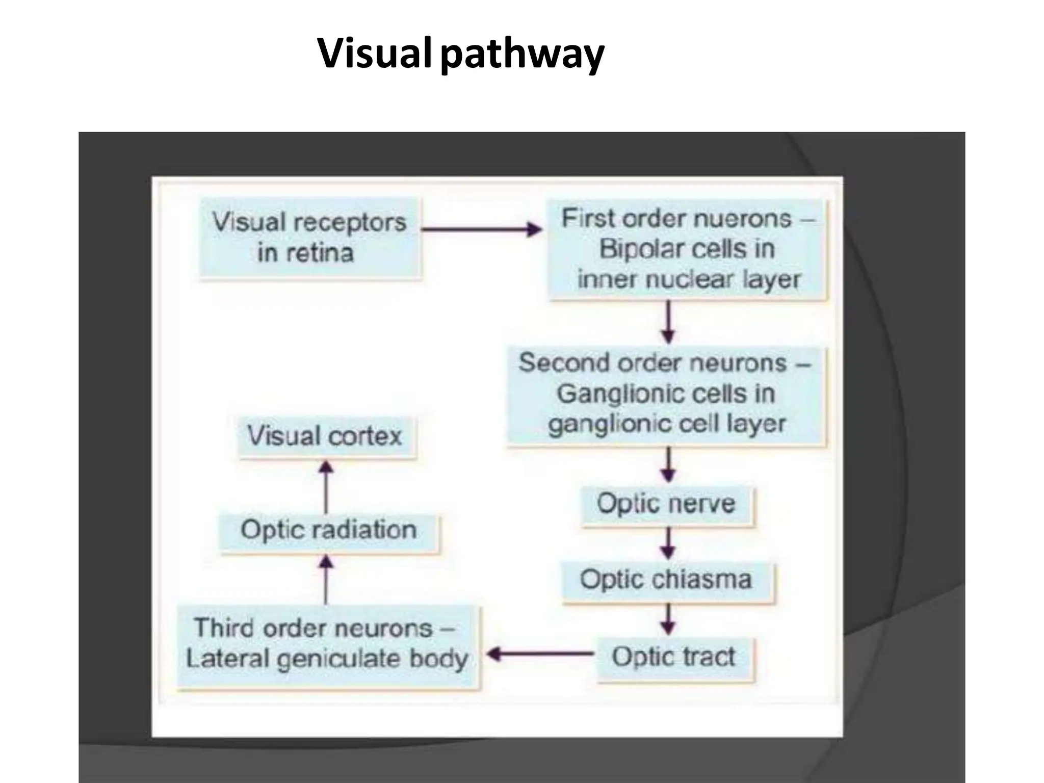 Visual System - the visual pathway basic | PPTX