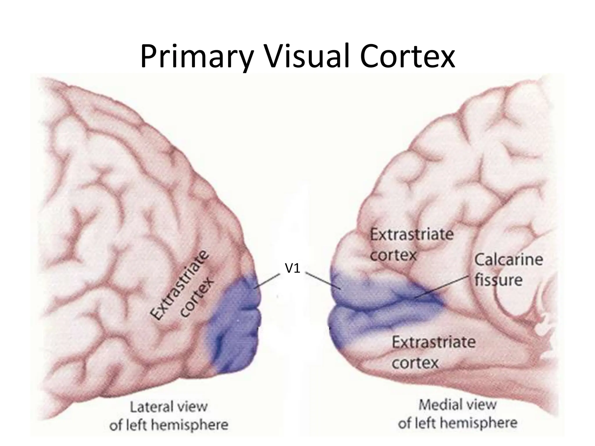 Visual System - the visual pathway basic | PPTX