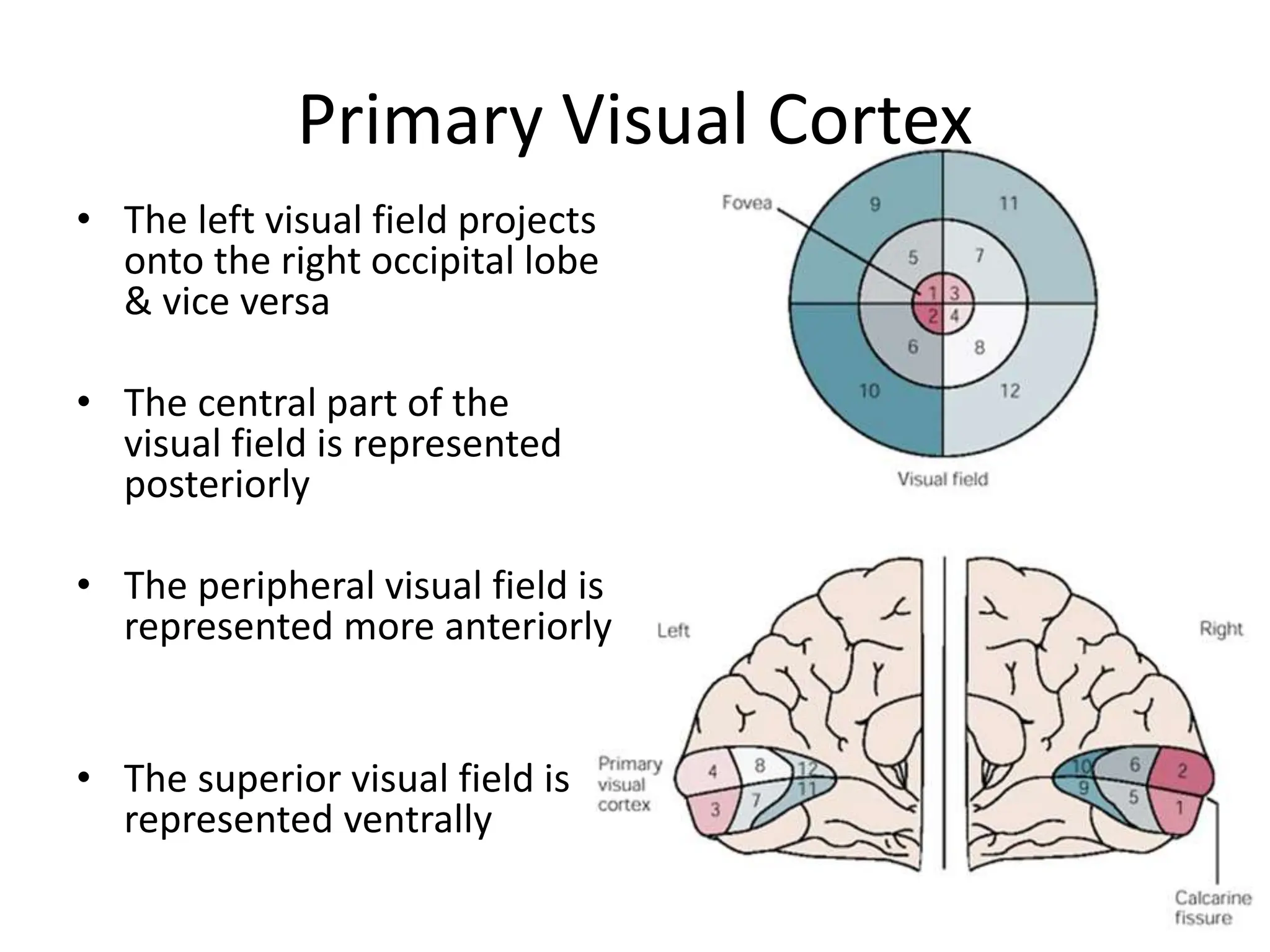 Visual System - the visual pathway basic | PPTX