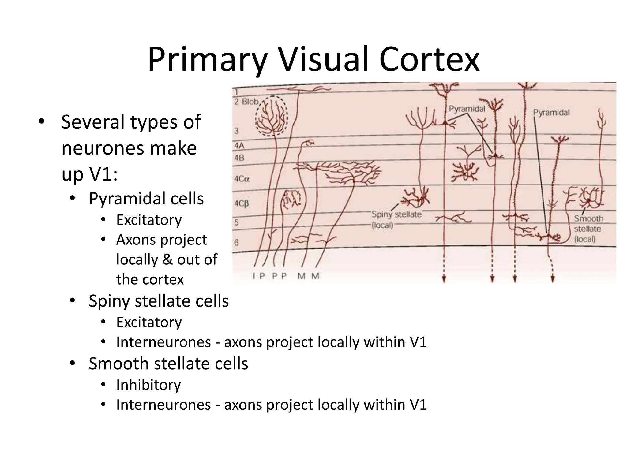 Visual System - the visual pathway basic | PPTX