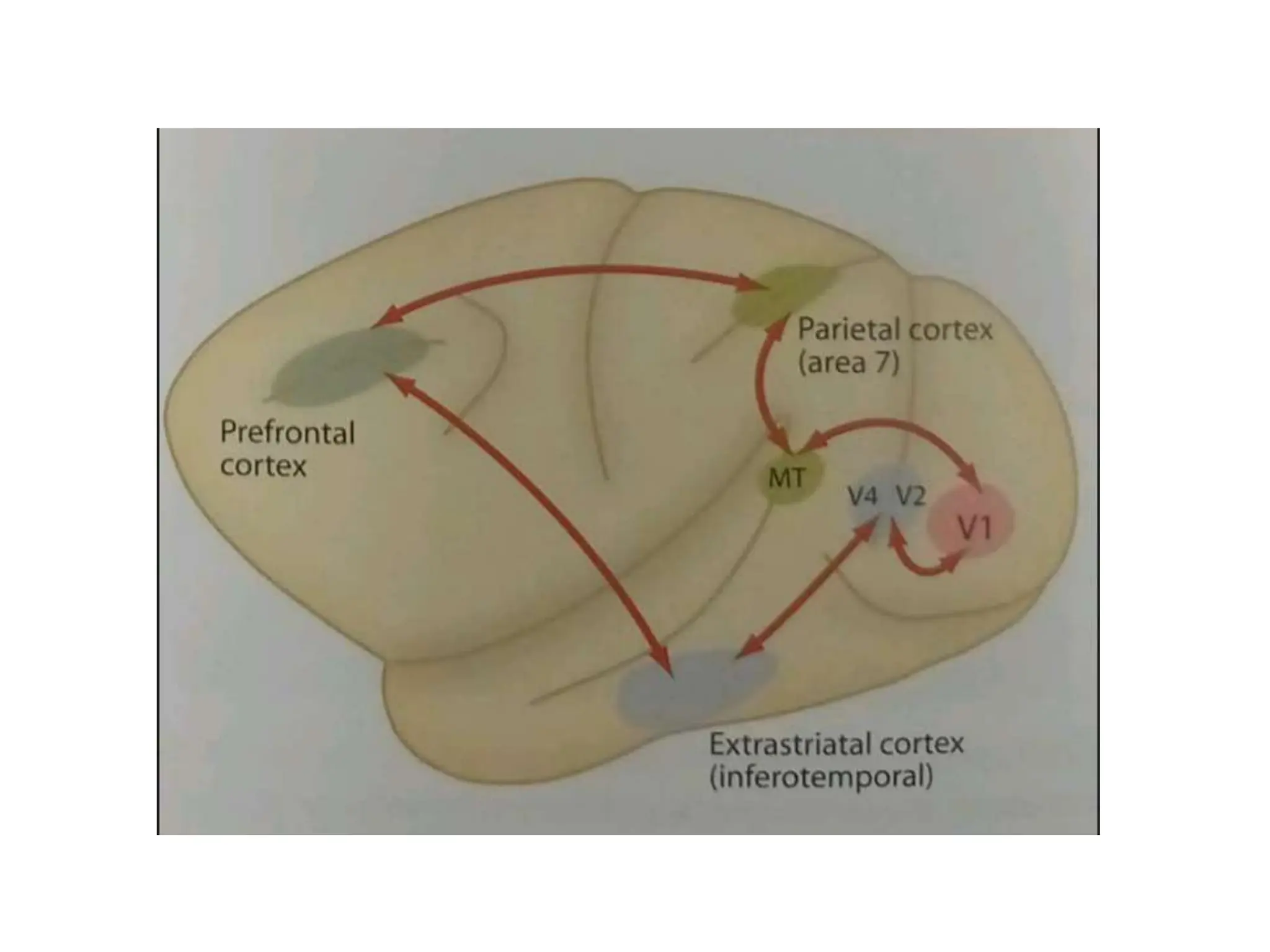 Visual System - the visual pathway basic | PPTX