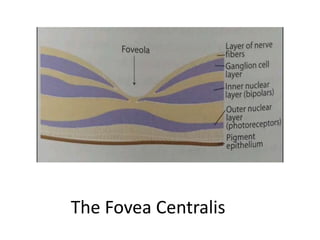 Visual System - the visual pathway basic | PPTX