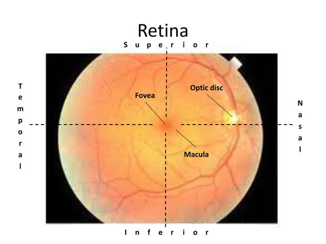 Visual System - the visual pathway basic | PPTX