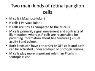 Visual System - the visual pathway basic | PPTX