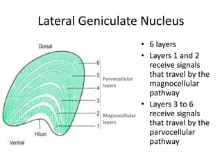 Visual System - the visual pathway basic | PPTX