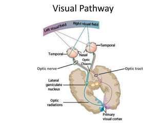 Visual System - the visual pathway basic | PPTX