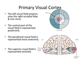 Visual System - the visual pathway basic | PPTX