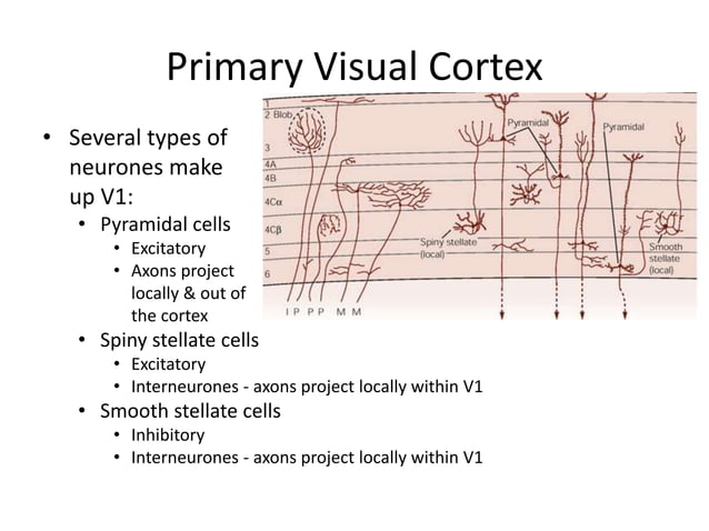 Visual System - the visual pathway basic | PPTX