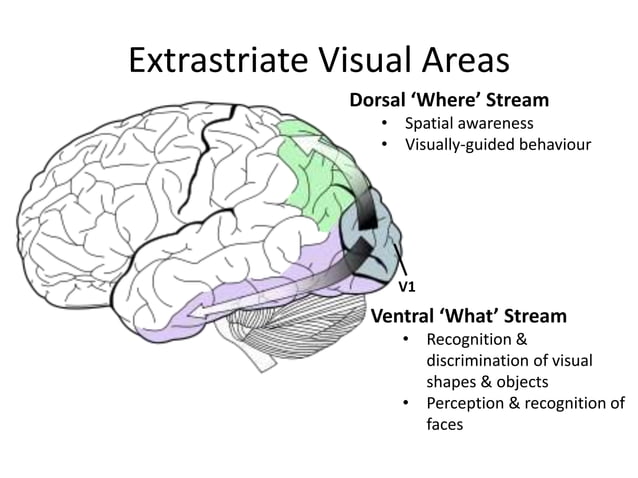 Visual System - the visual pathway basic | PPTX