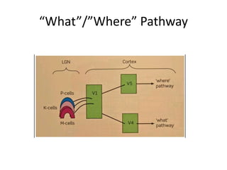 Visual System - the visual pathway basic | PPTX