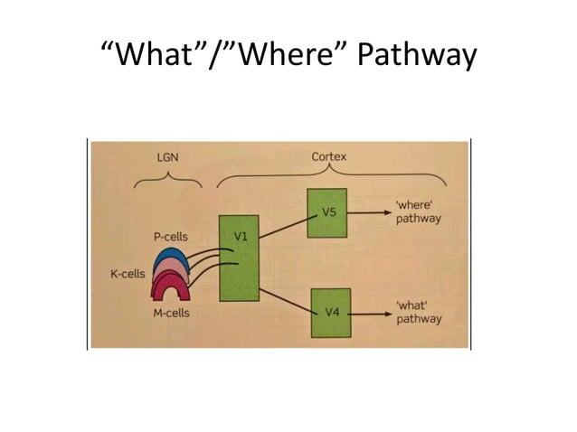 Visual System - the visual pathway basic | PPTX