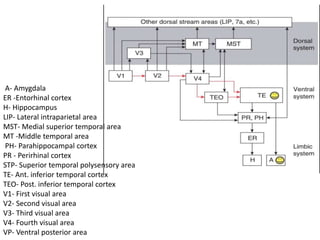 Visual System - the visual pathway basic | PPTX