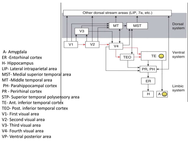 Visual System - the visual pathway basic | PPTX