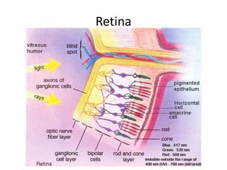 Visual System - the visual pathway basic | PPTX