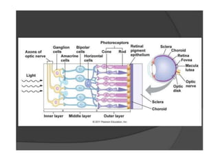 Visual System - the visual pathway basic | PPTX