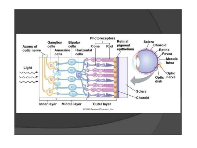 Visual System - the visual pathway basic | PPTX