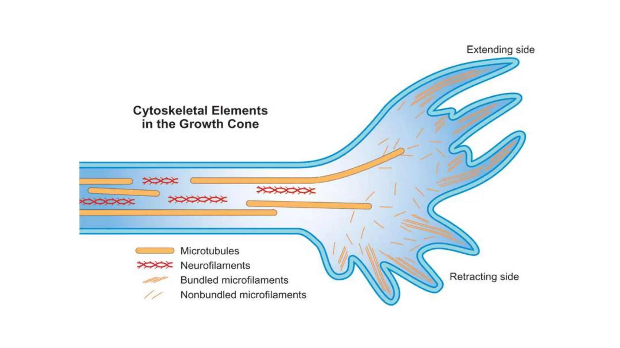 The Cytoskeleton of the neurons and glia | PPTX