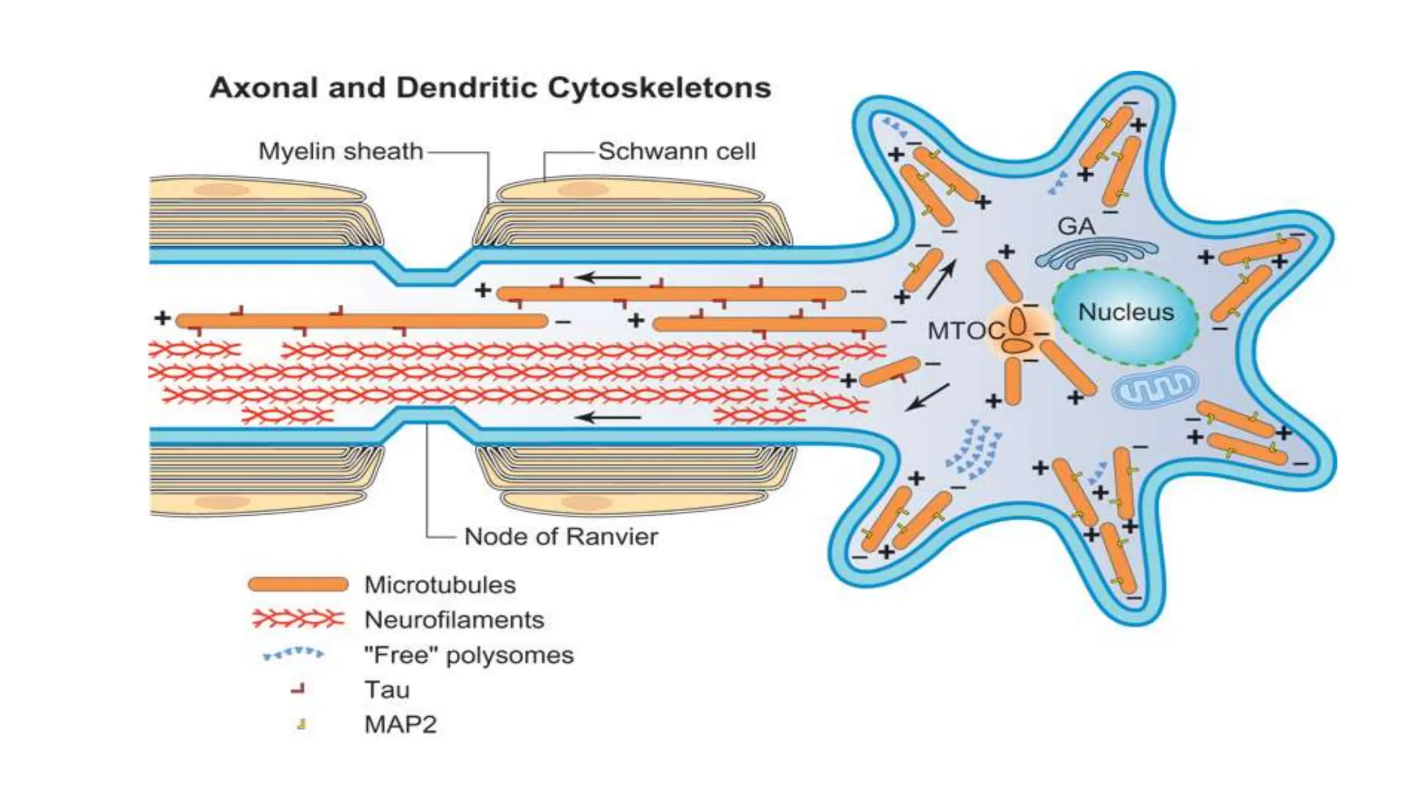 The Cytoskeleton of the neurons and glia | PPTX