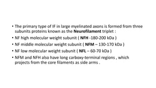 The Cytoskeleton of the neurons and glia | PPTX