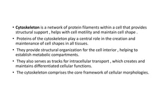 The Cytoskeleton of the neurons and glia | PPT