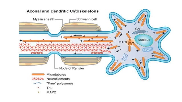 The Cytoskeleton of the neurons and glia | PPT