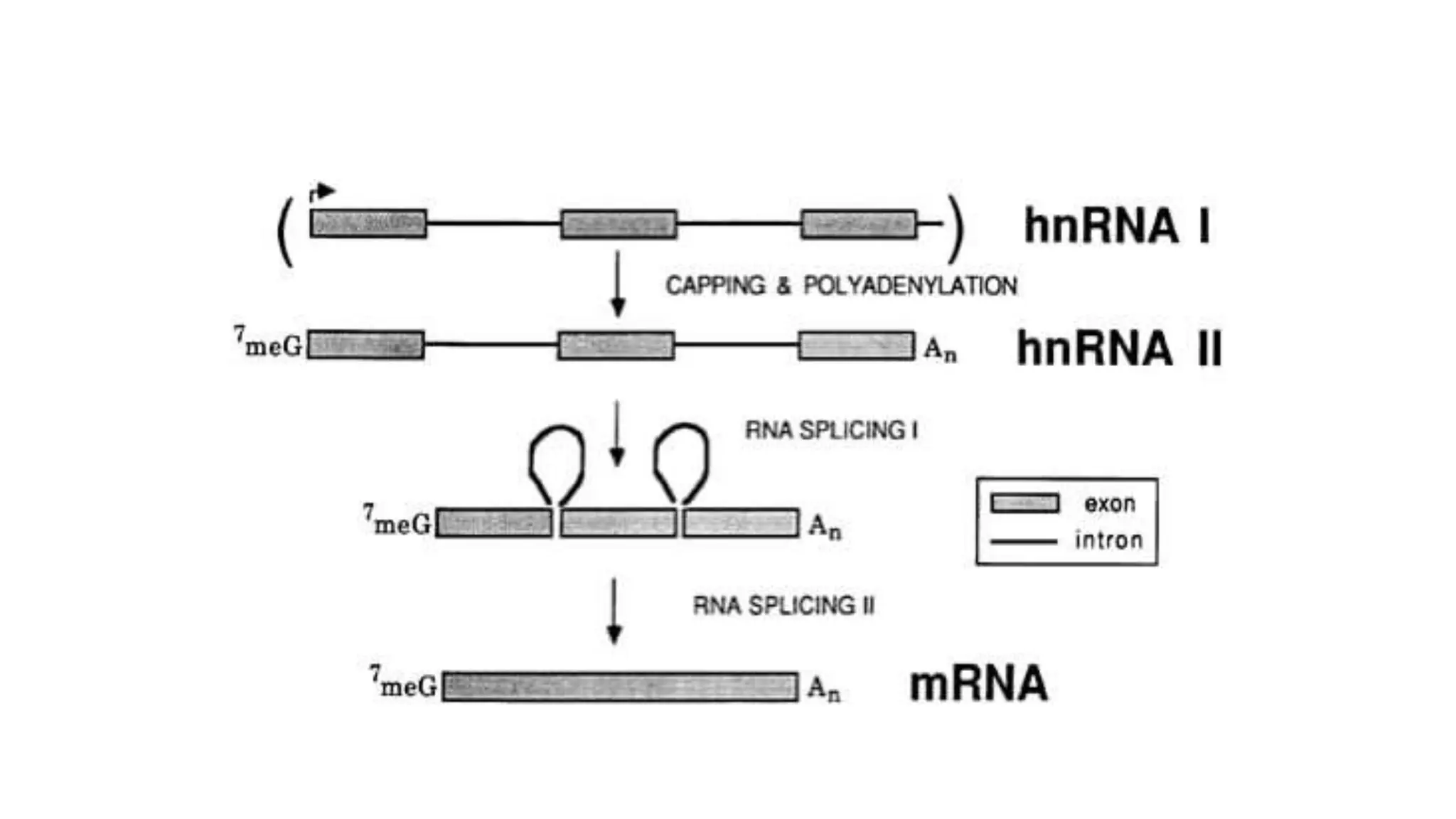 Structures And Functions Of Types Of Rna Pptx Programming Languages Computing