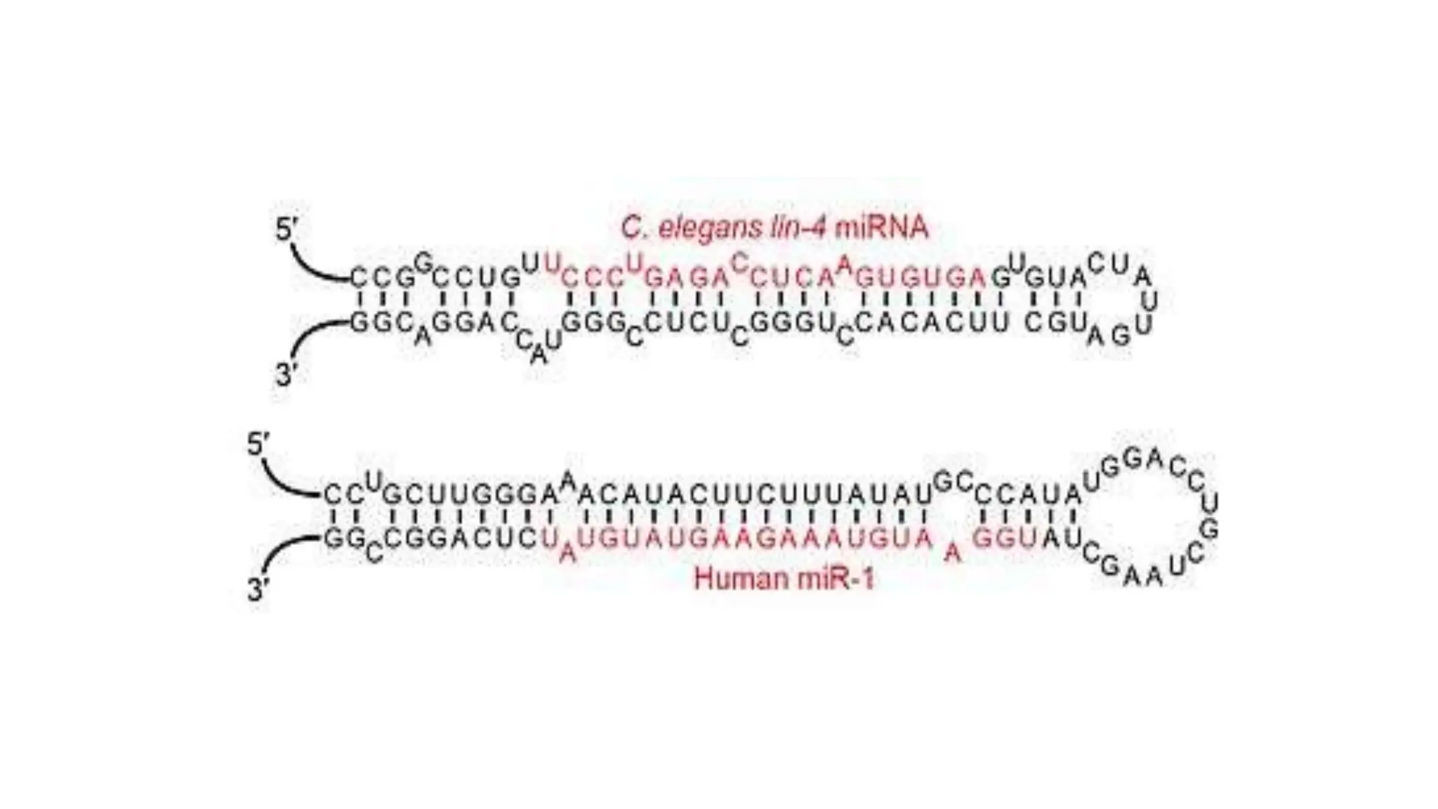 Structures And Functions Of Types Of Rna Pptx Programming Languages Computing