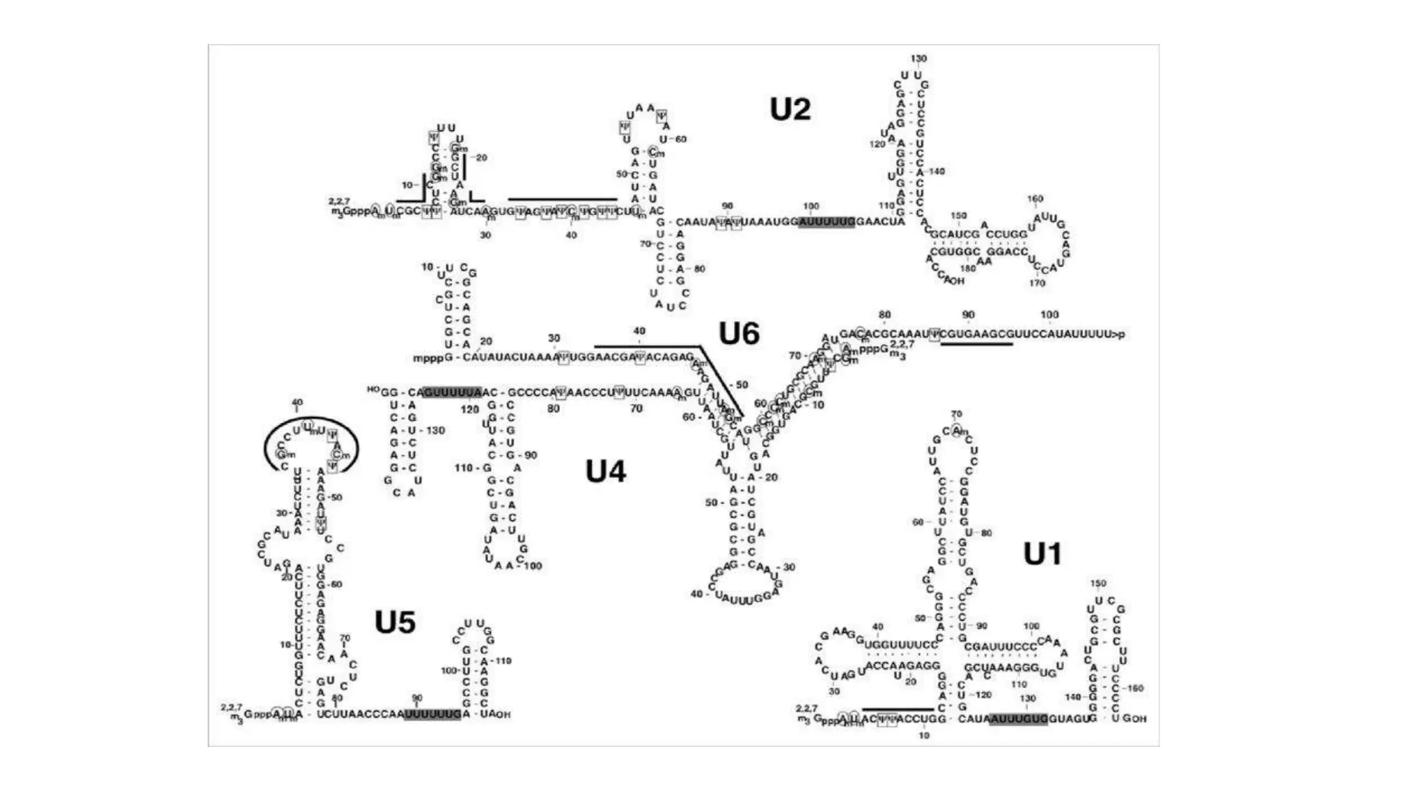 Structures And Functions Of Types Of Rna Pptx Programming Languages