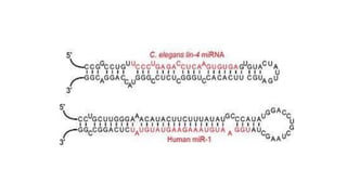 Structures and Functions of types of RNA | PPTX